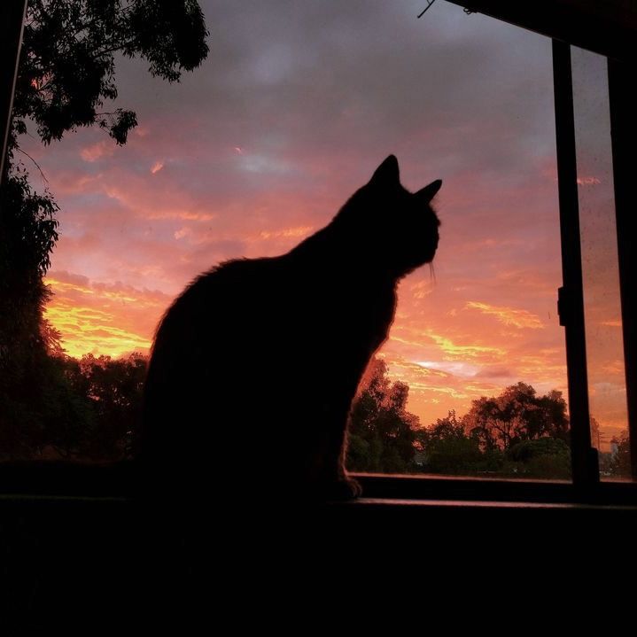 Services – Gentle Goodbye Animal Hospice